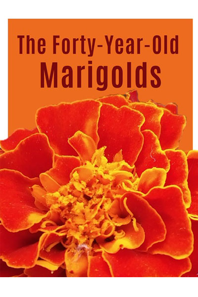 History Of Marigold Flowers